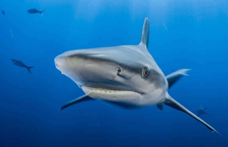 The world's most dangerous sharks, ranked