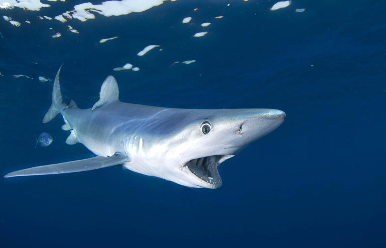 The world's most dangerous sharks, ranked