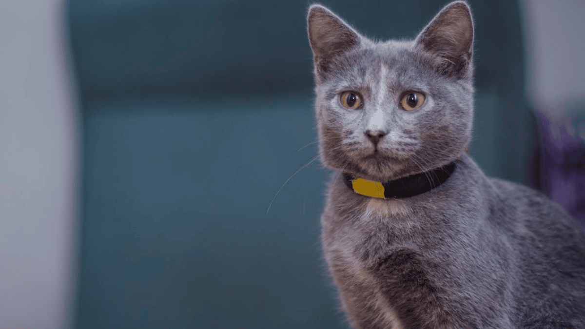 What a cat feels before dying: signs that many owners don't notice