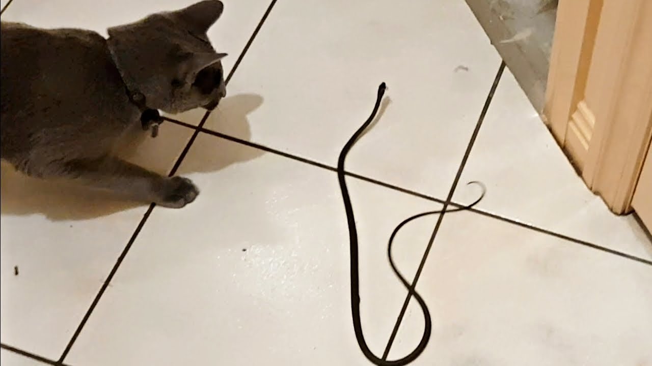 Look what the cat dragged in! Funny snake not funny