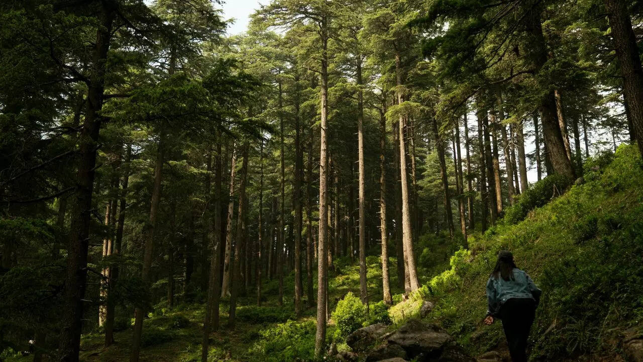 5 hidden forests in and around Delhi that few people know about