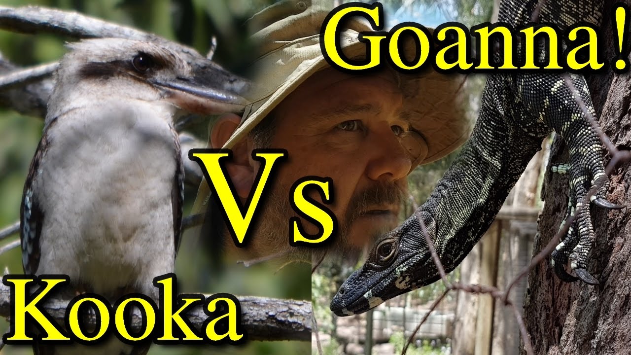 Goanna getting attacked by kookaburras in chicken pen