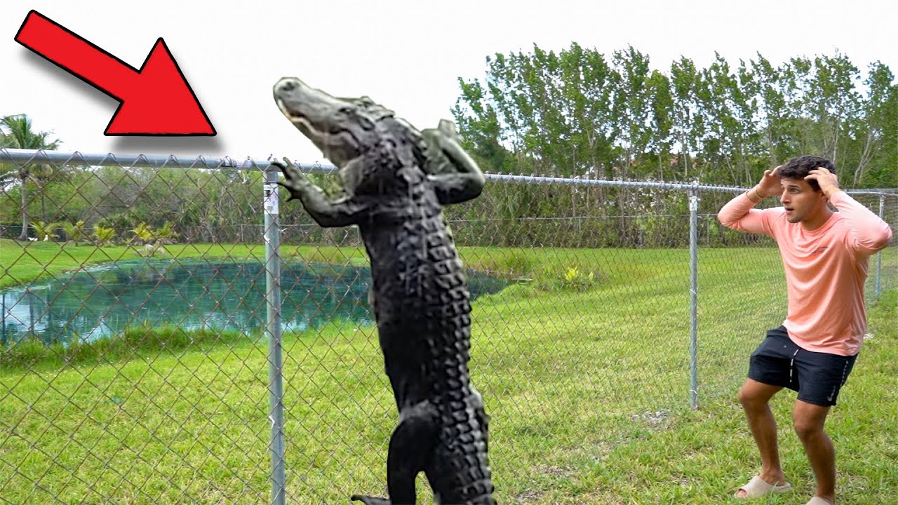 I caught a giant alligator in my pond!🐊