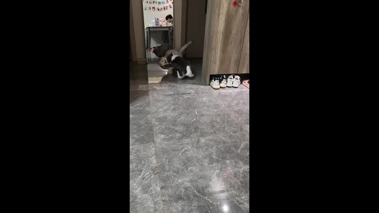 Cats accidentally knock over mirror without breaking it in Sichuan, China