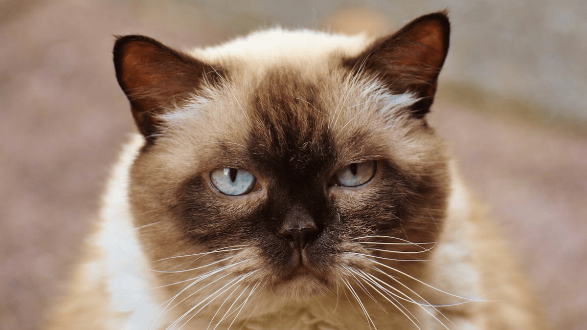 13 signs your cat is getting old, even if it's hard to accept