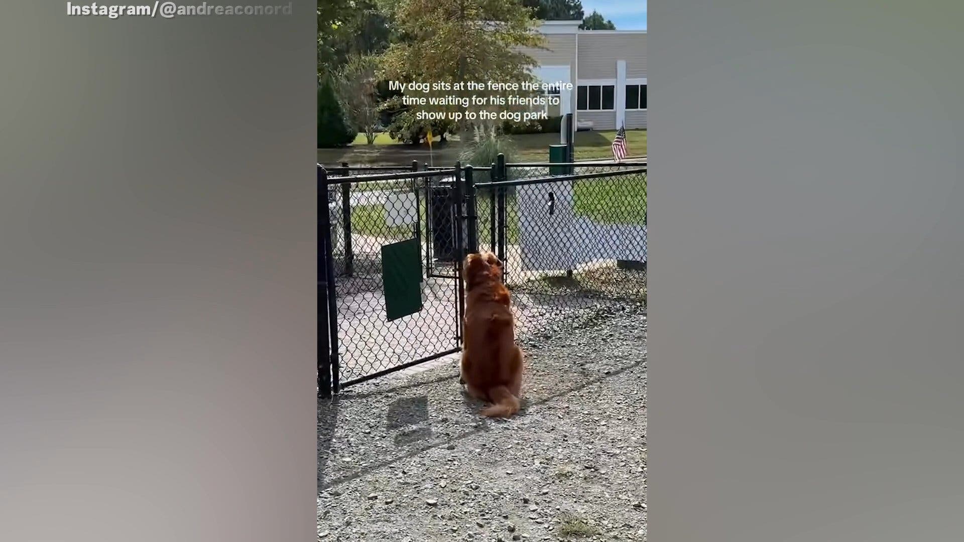 Dog Waits By Gate At Park