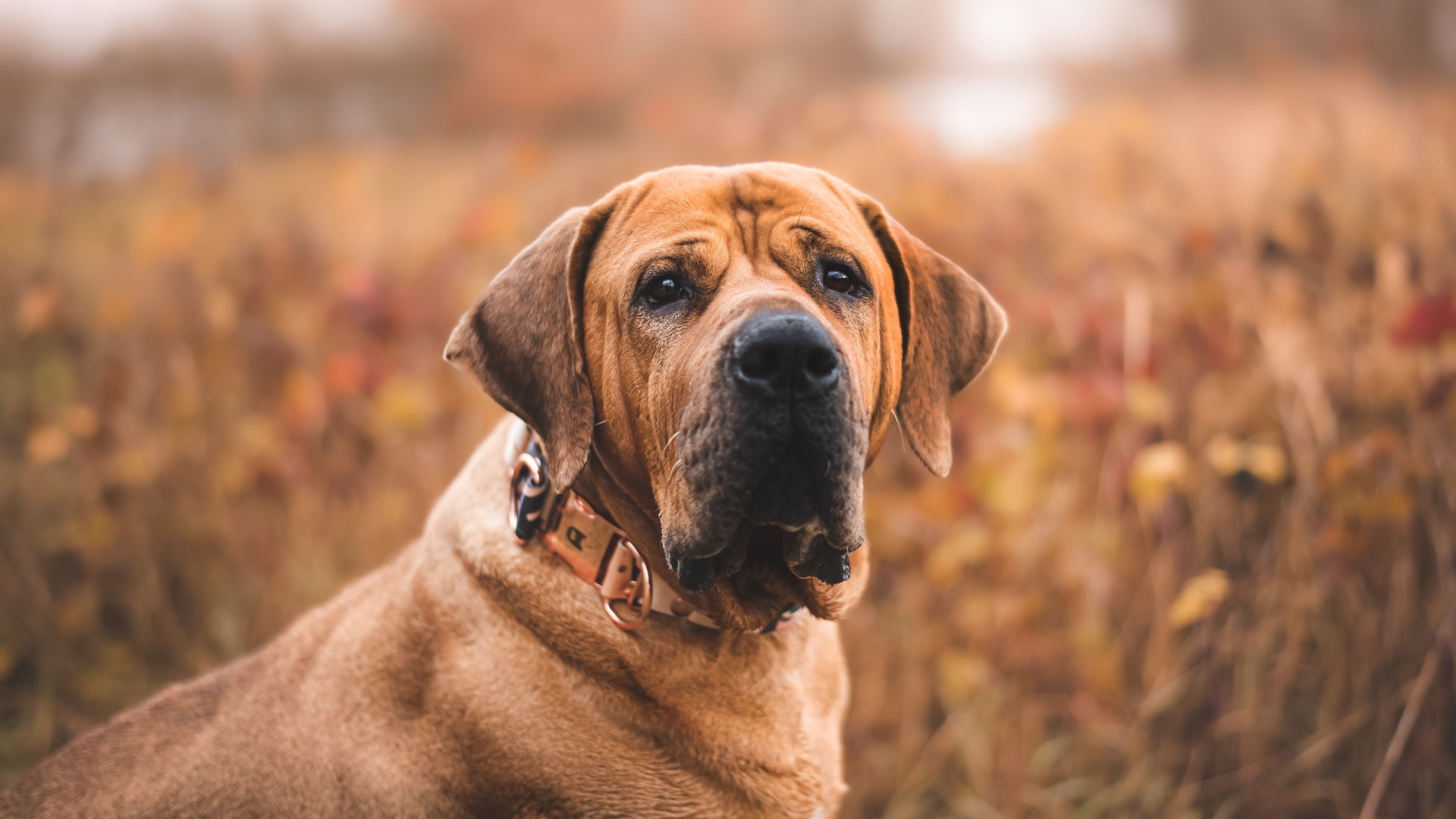 11 Strong And Aggressive Dog Breeds For Experienced Owners Only