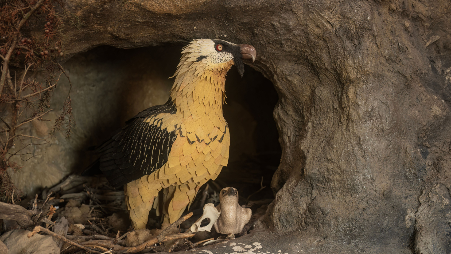 Multi-Generational Vulture Nests Hold 700 Years Of Human Artifacts