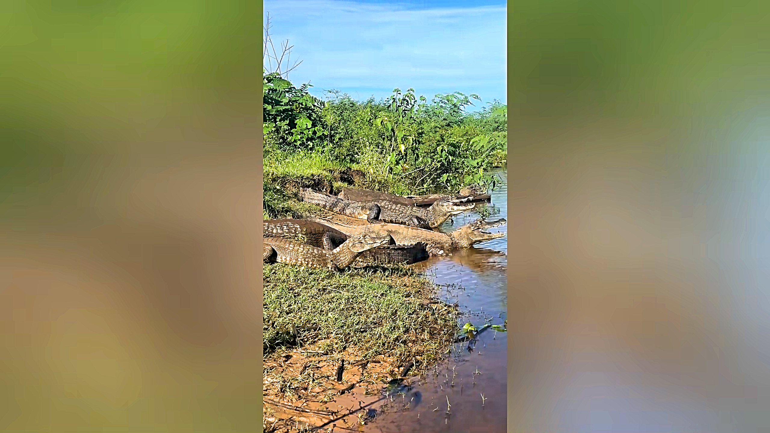 A Tourist Rests in Front of a Group of Crocodiles on the Bank of a Swamp