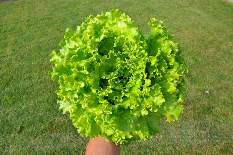 Lettuce Is Good For You, But Which Variety Packs The Most Nutrition?