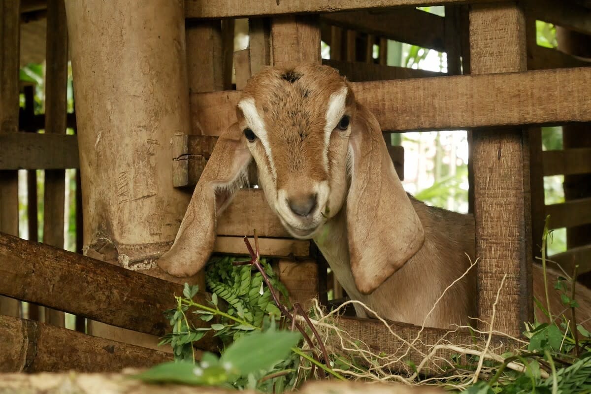 Introverted Goat ‘Putting Himself to Bed’ When He Needs to ‘Recharge ...