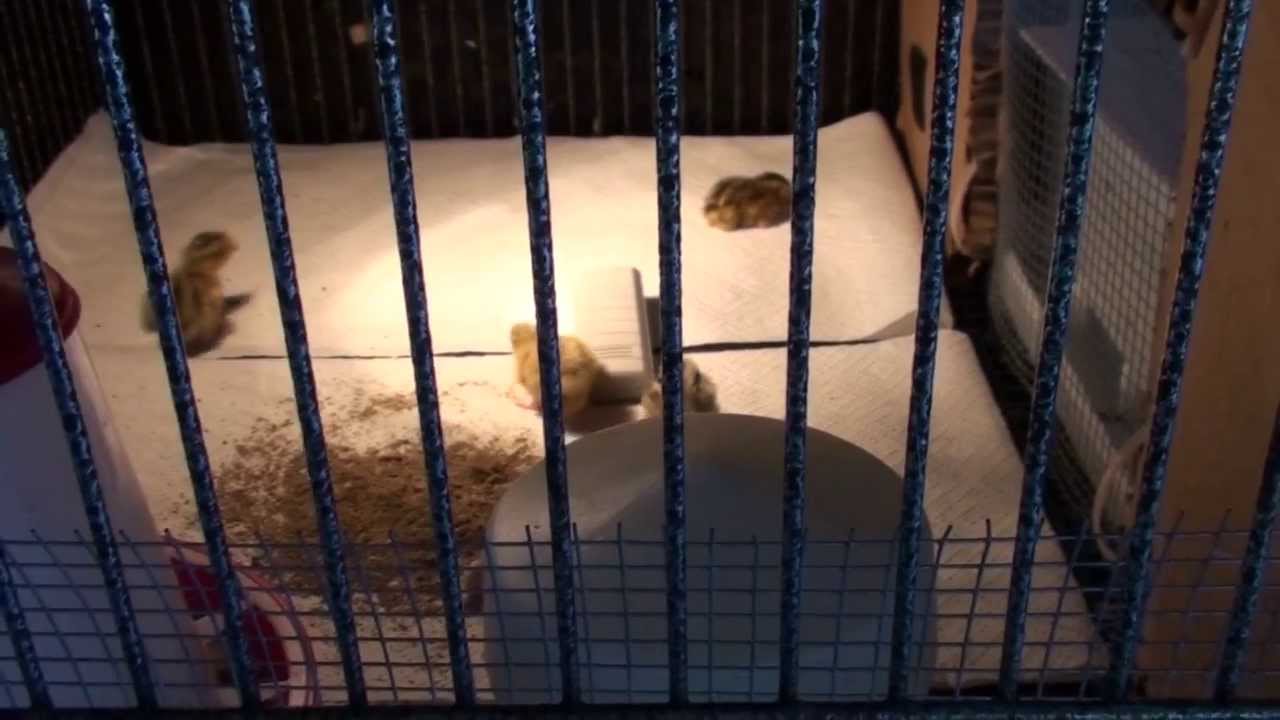 Quail brooder mod from bird or rabbit cage