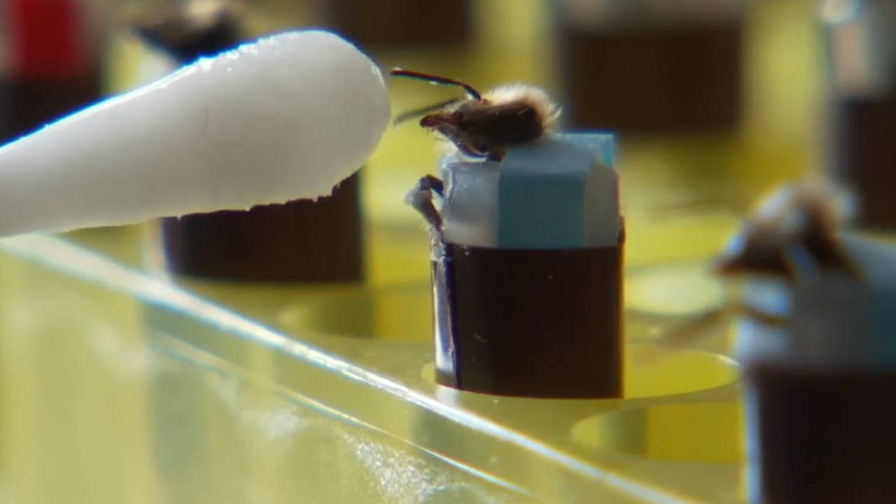 When Bees Become Bomb-Detectors: Is This Clever or Cruel?