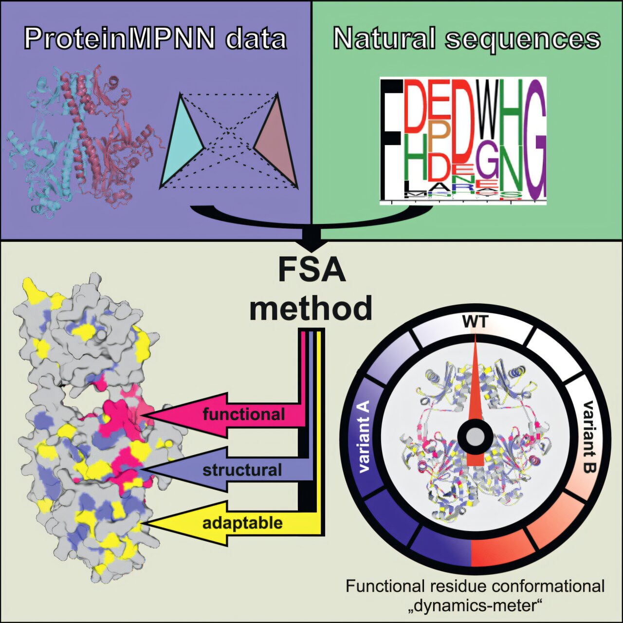 AI-guided analysis assigns amino acid-level roles in protein design