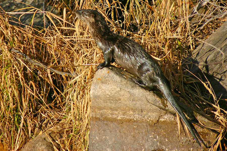 Have you seen or heard of these rare Utah animals?