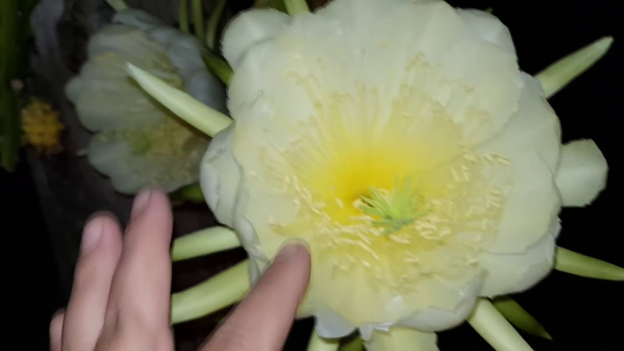 Scary dragon fruit flower night viewing