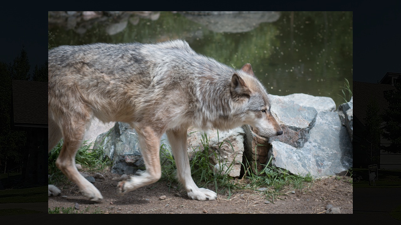 How Minnesota’s last wolf pack sparked a 2.5 million visitor phenomenon