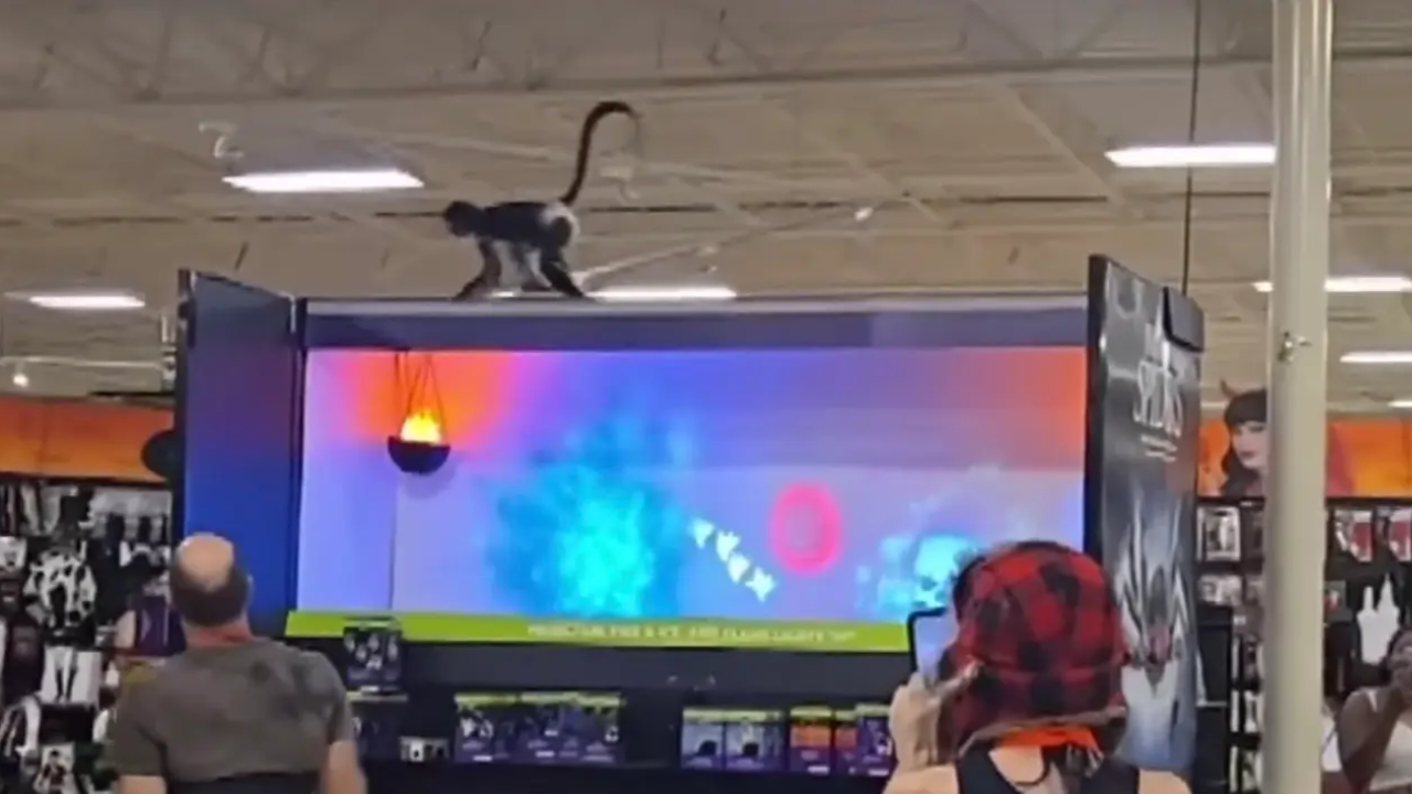 Caught On Camera: Spooked Monkey In A Diaper Causes Chaos Inside Texas ...