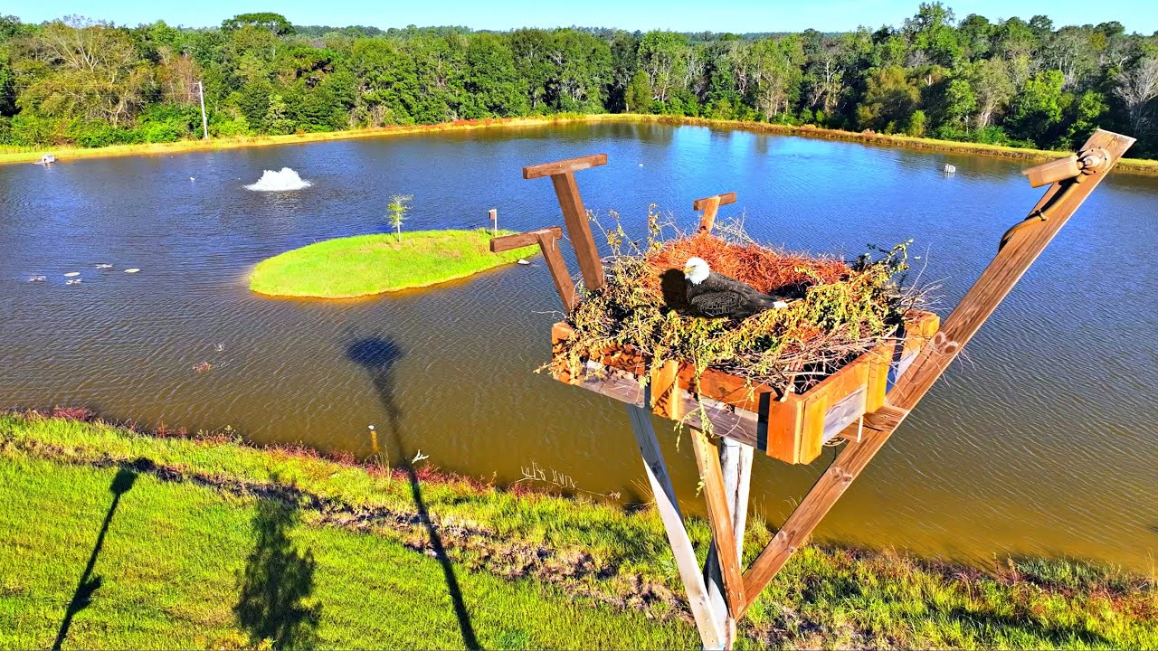I built a pond oasis for eagles! 🦅