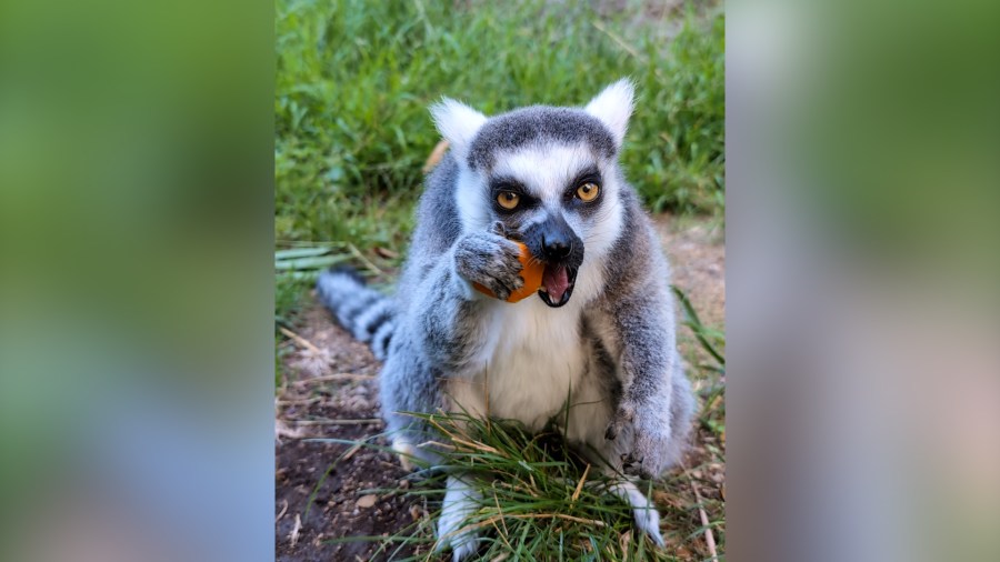 Video: Oakland Zoo animals munch and crunch Halloween pumpkins