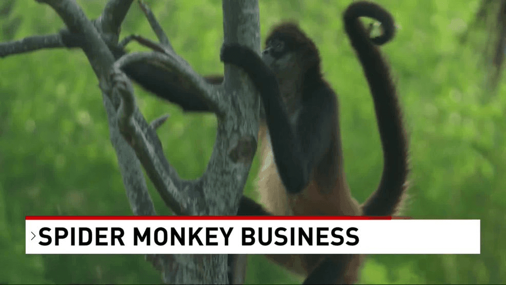 Spider monkey trade hits Southeast Texas