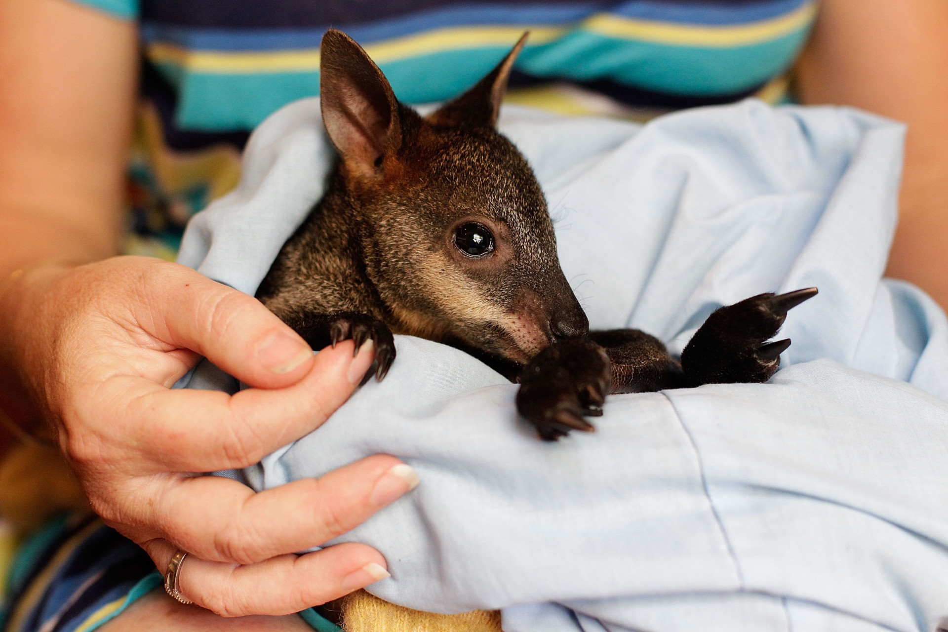 Scientists rank the mammals that make the best human companions