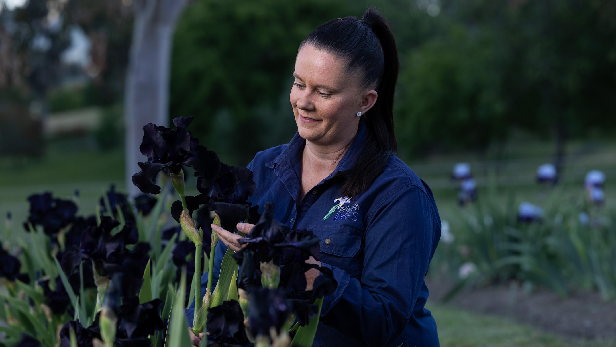Black bearded irises bloom just in time for Halloween