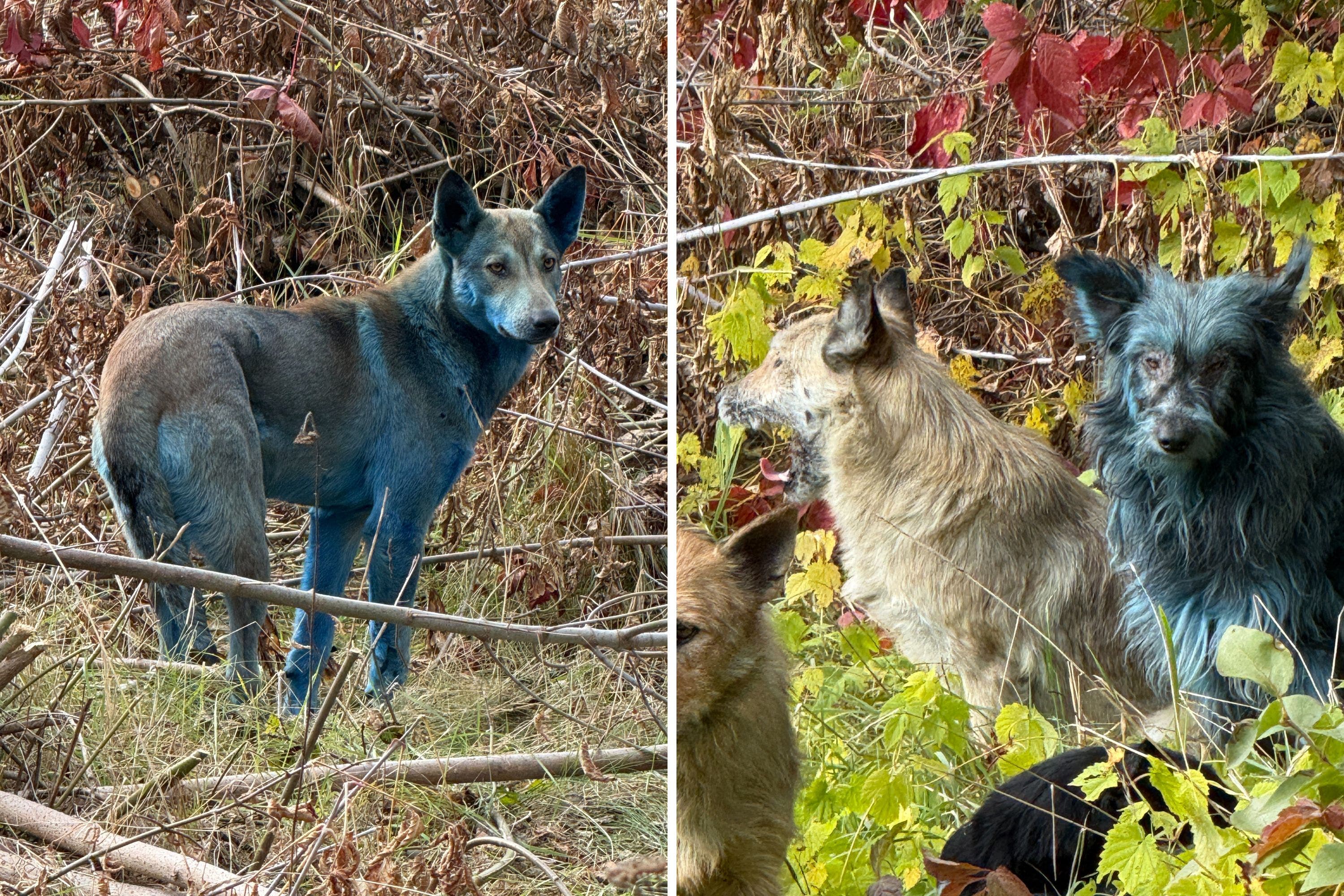 Mystery of blue dogs at Chernobyl nuclear disaster site may have been ...