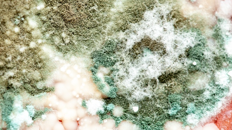 How To Tell If Tuna Salad Has Gone Bad
