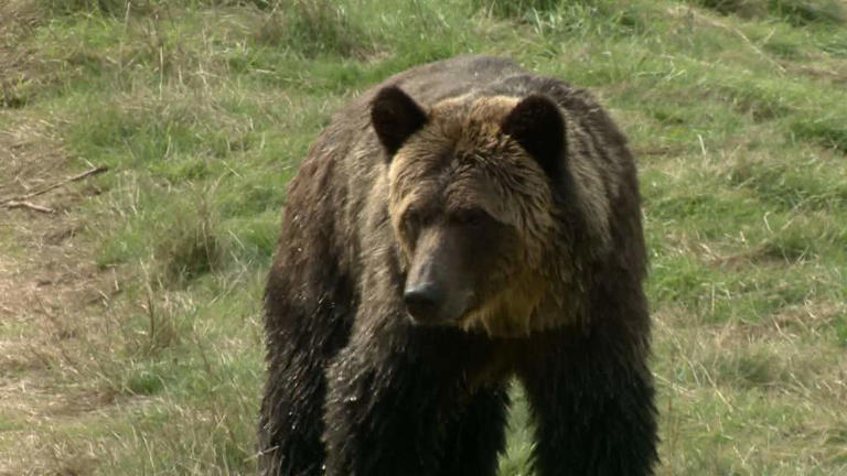 Man rushed to hospital by air ambulance after grizzly bear attack near ...