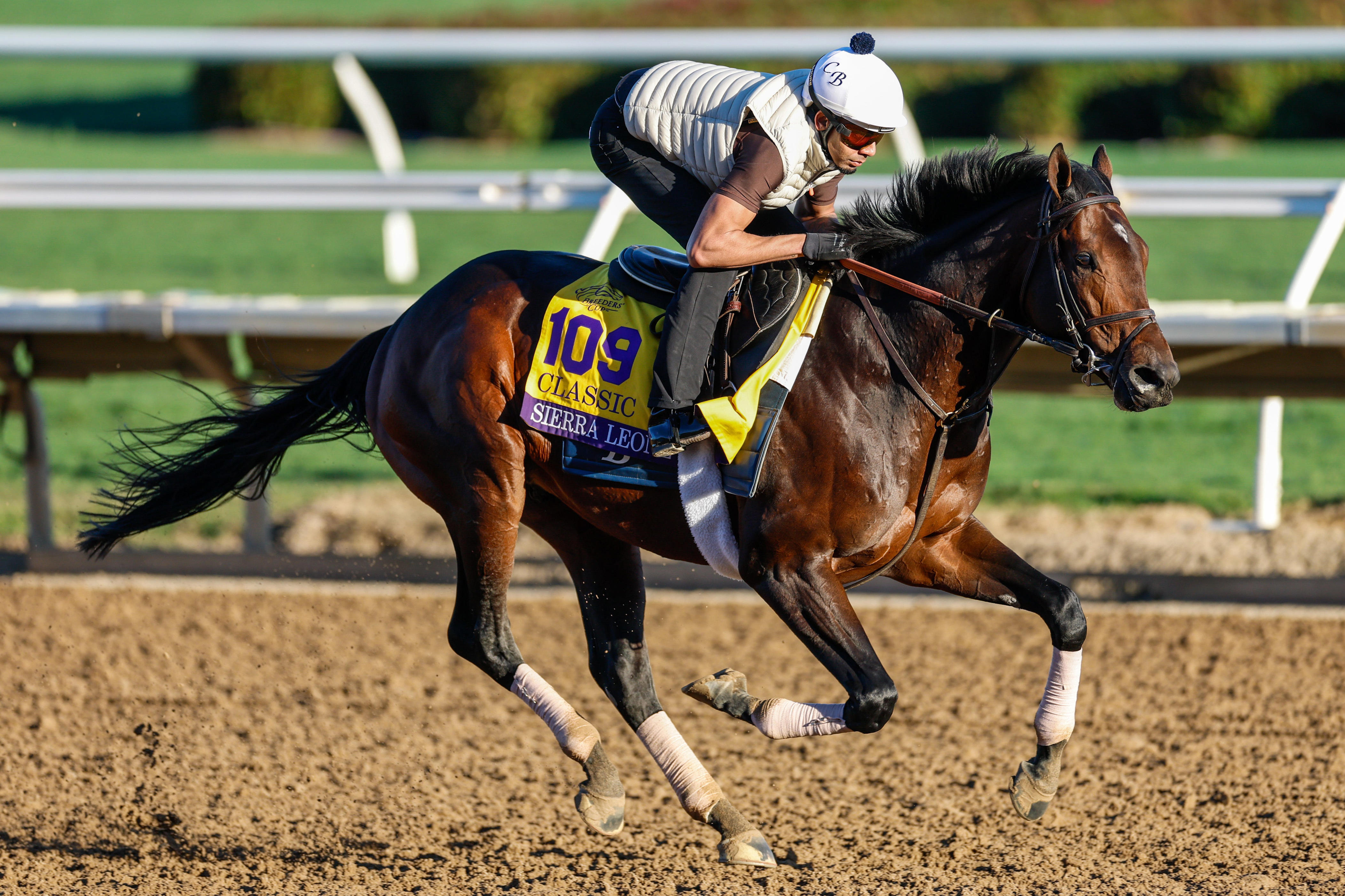 Breeders' Cup Classic expert picks, betting tips for all of the ...