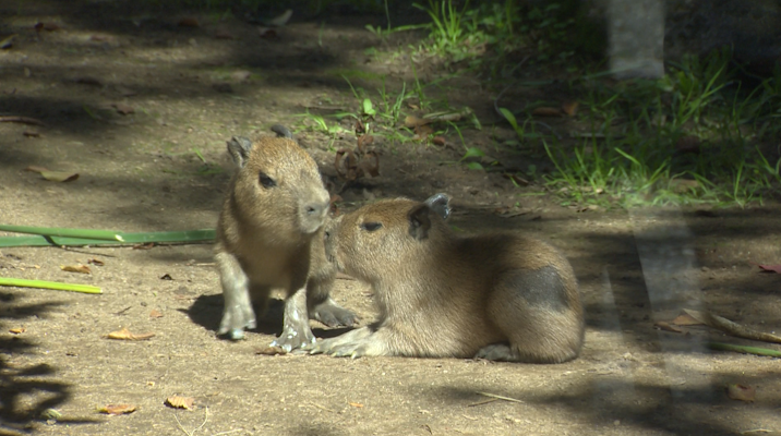Sacramento Zoo welcomes 5 capybara pups