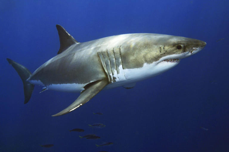 List of 10 Largest Sharks in the World Ever Recorded