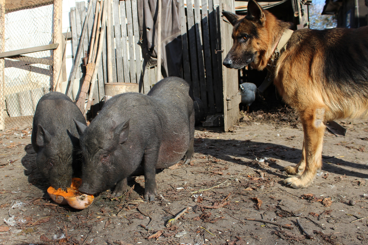 German Shepherd's Precious Pig Crush Is the Sweetest Love Story