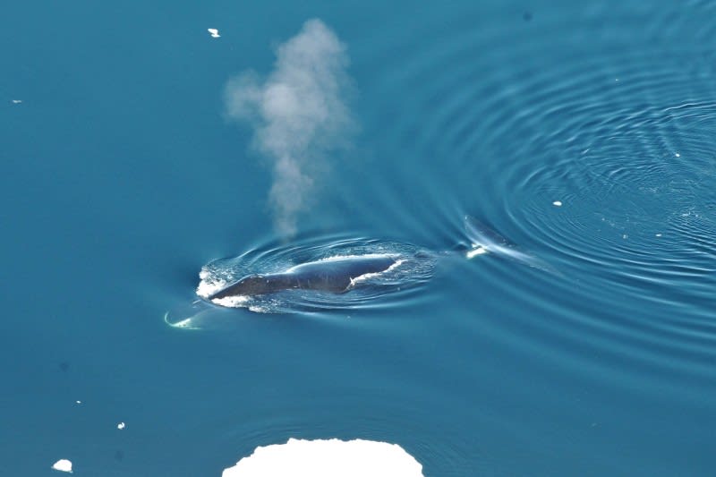 The Secret to Bowhead Whales' Longevity: DNA Repair