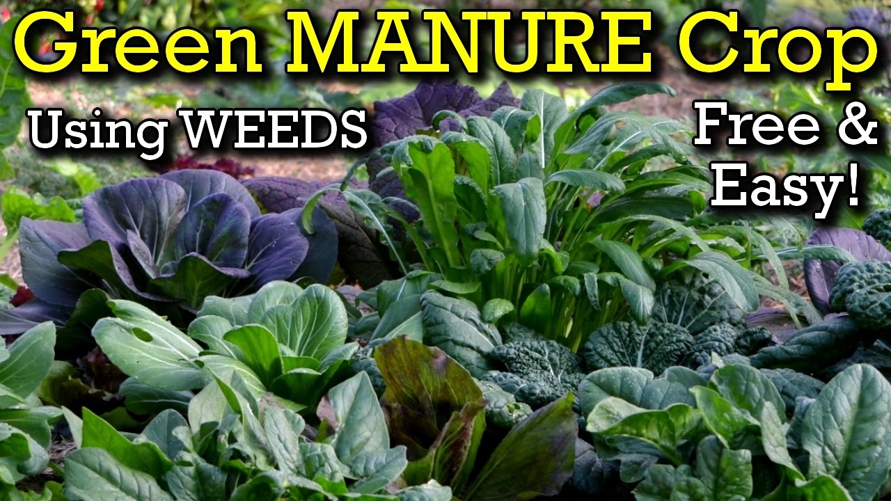 How to grow a green manure crop from weeds to enrich your organic ...