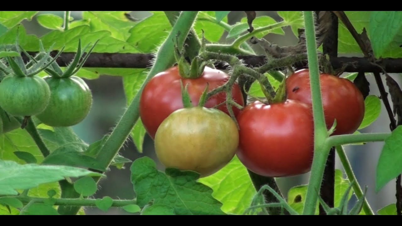 Accidental cross breed tomato great find in my garden! Bellmere tomato ...