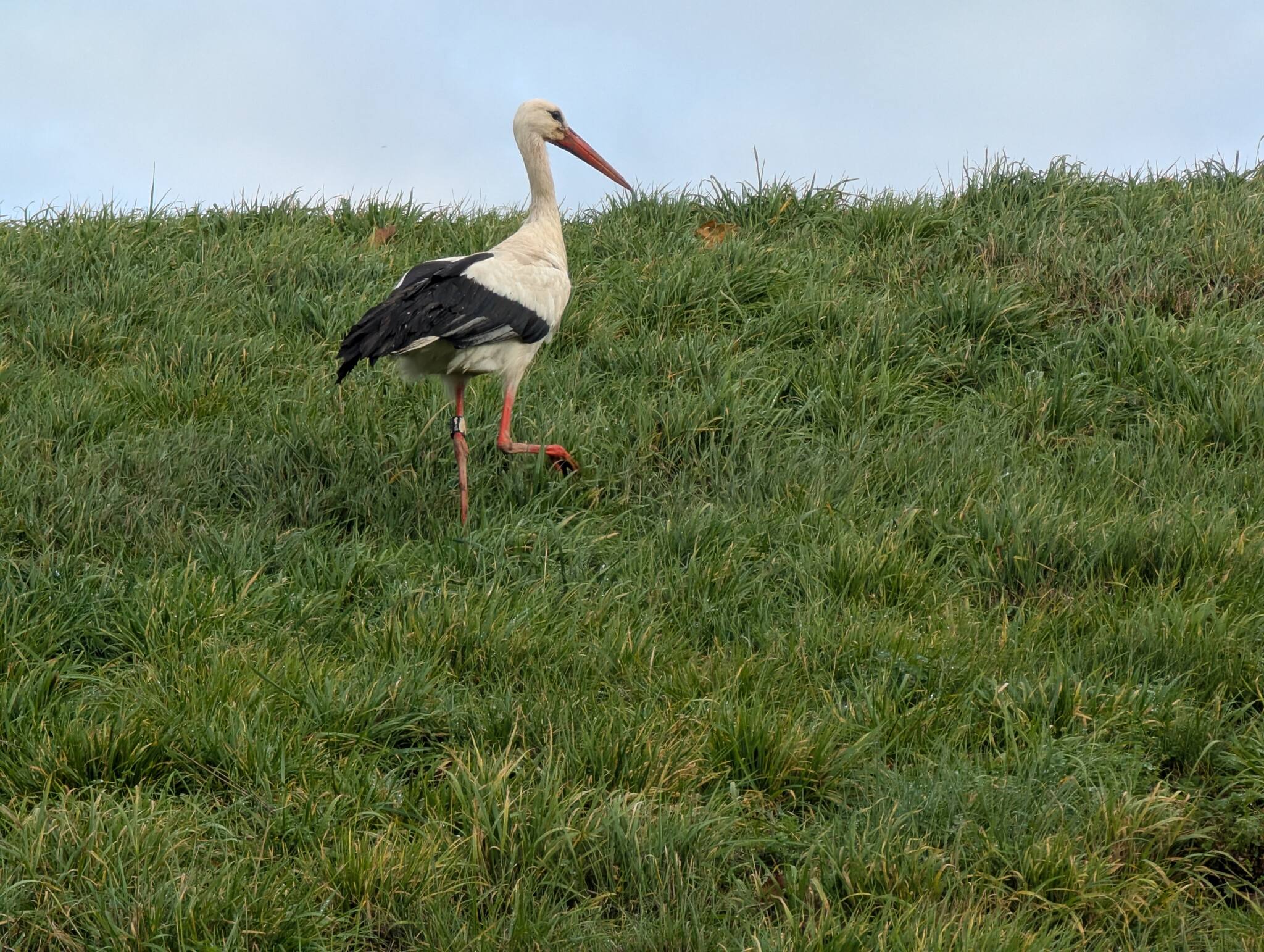 Ein Storch stolziert einsam durchs Ohmtal