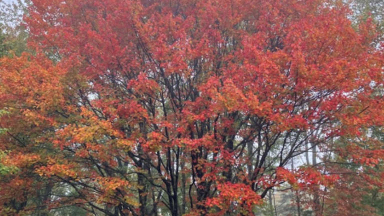 Georgia Leaf Watch: Fall foliage nears peak across northwest, north ...