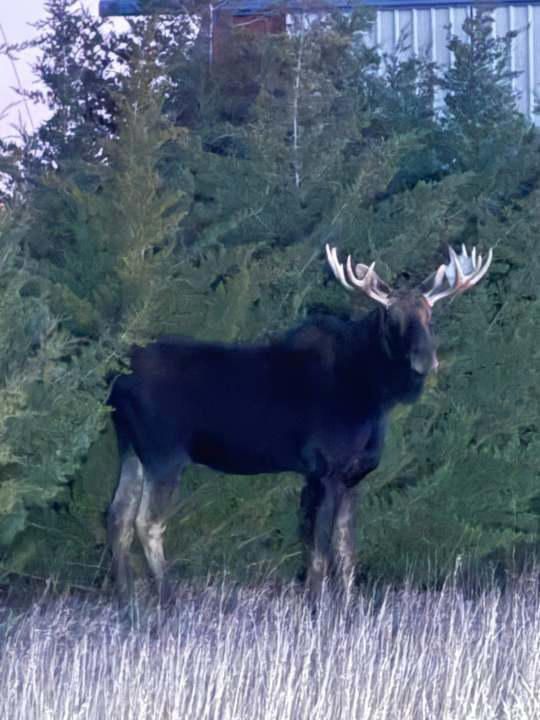 Moose wanders through Kansas cornfield, captured on camera
