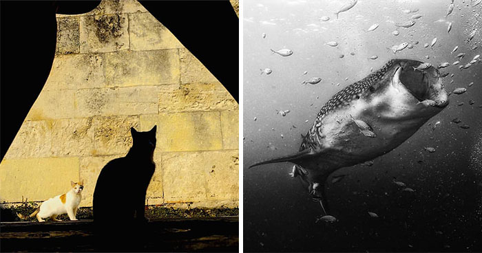 This Account Shares Some Of The Most Beautiful Wildlife Photos Ever ...