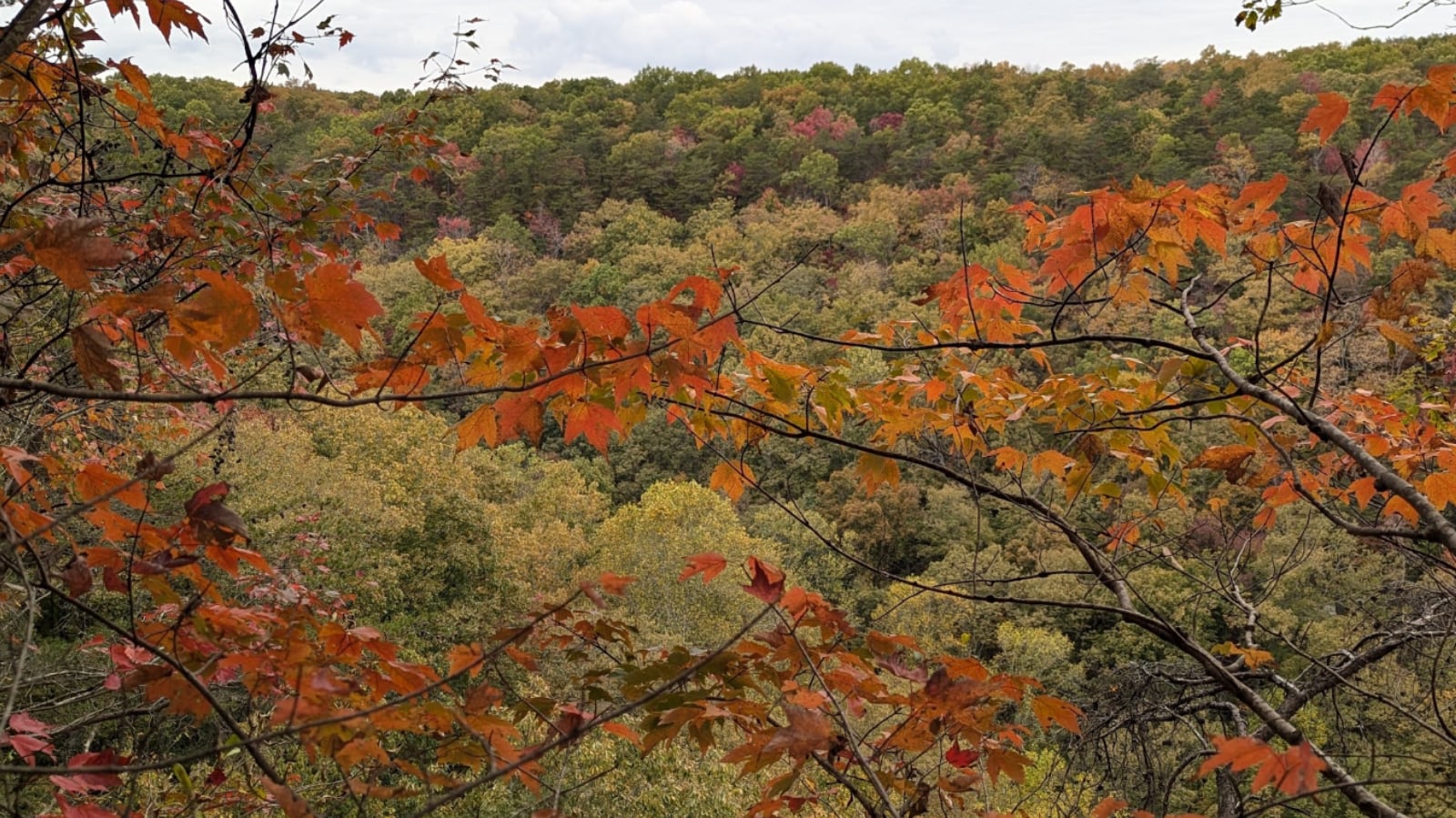 Georgia Leaf Watch: Fall foliage nears peak across northwest, north ...