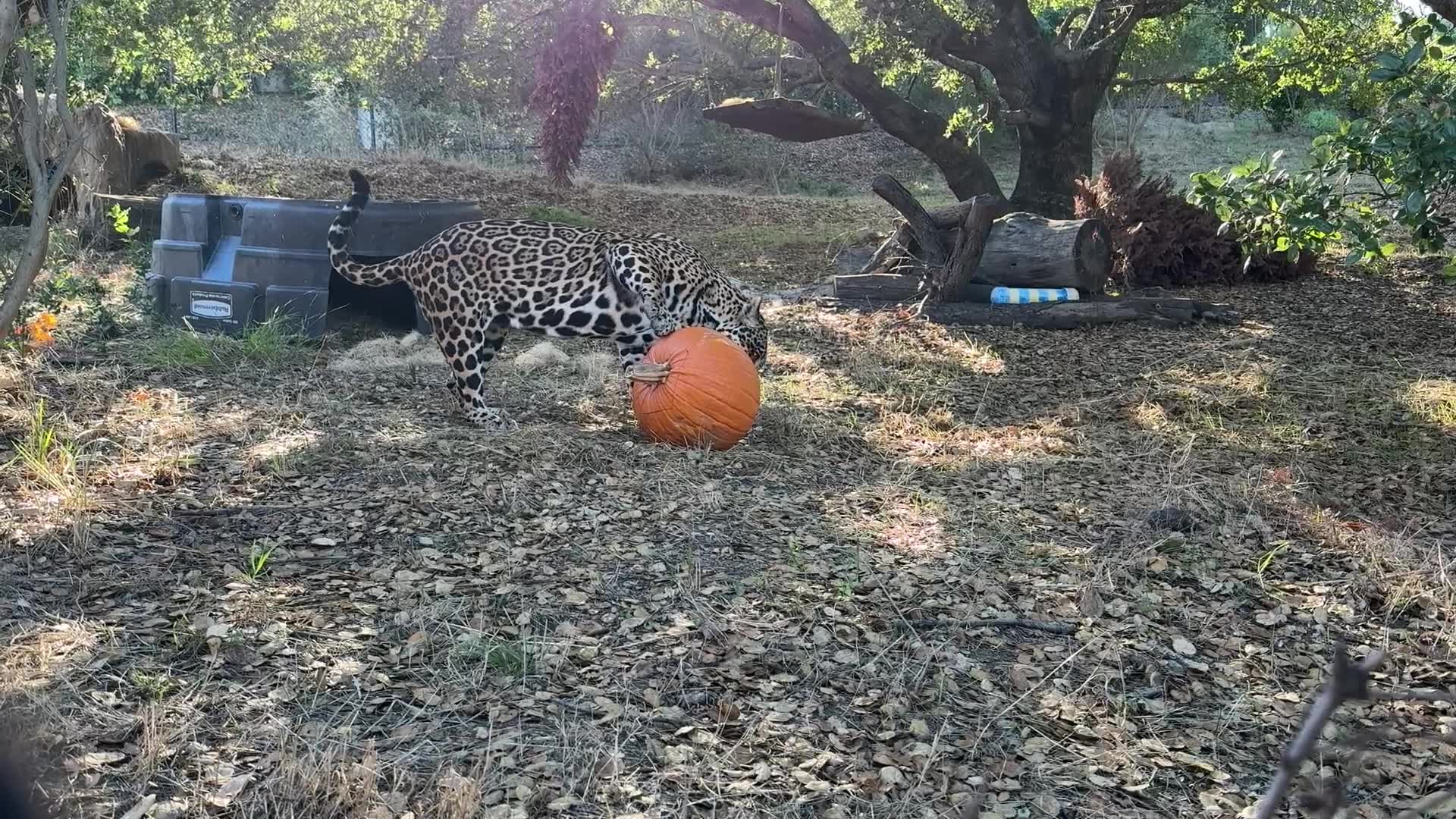 Oakland Zoo animals munch and crunch Halloween pumpkins