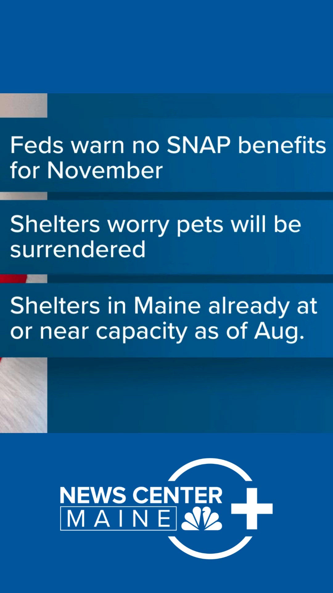 Animal shelters brace for impact if SNAP benefits aren't distributed
