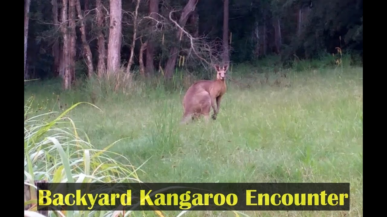 Nice kangaroo backyard experience