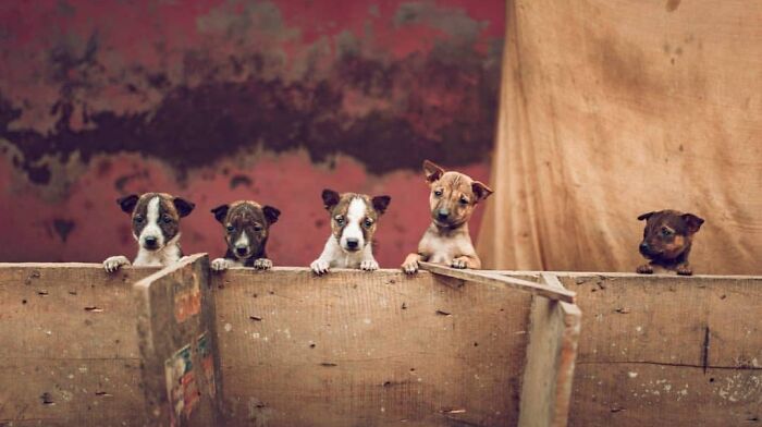 This Account Shares Some Of The Most Beautiful Wildlife Photos Ever ...