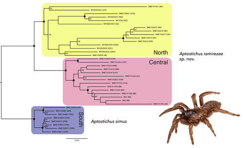 New Trapdoor Spider Species Discovered Beneath California Beaches