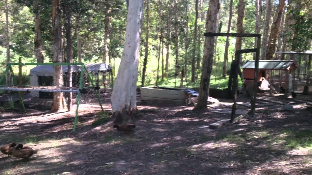 Chicken pen design using natural landscape