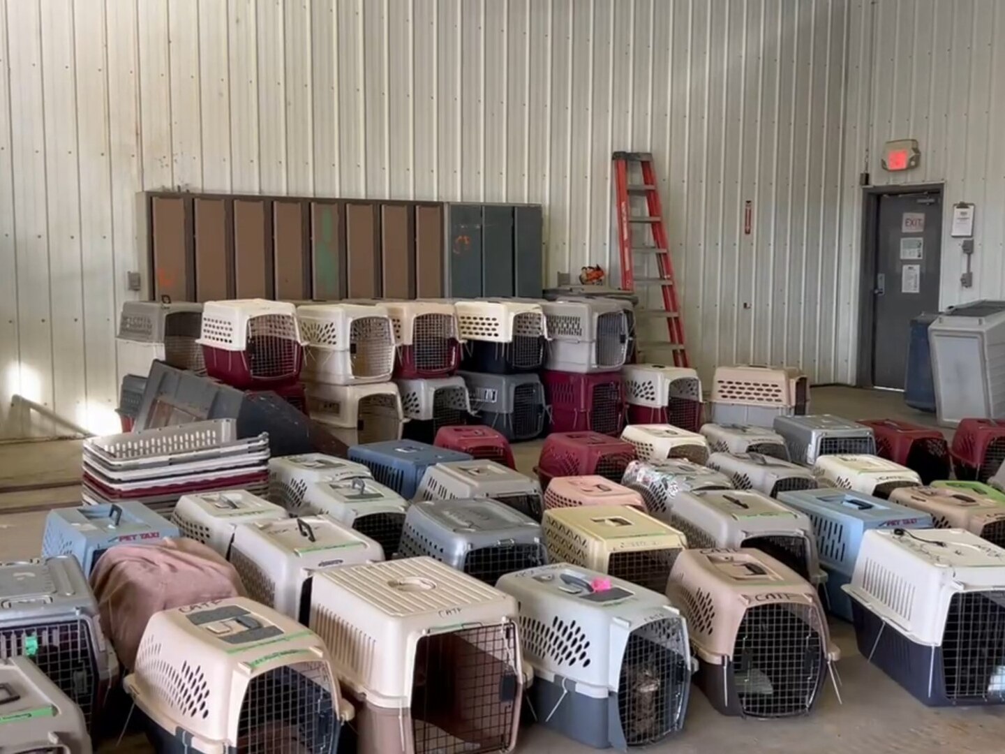 Cruauté animale : 290 animaux secourus dans le nord de l’Alberta