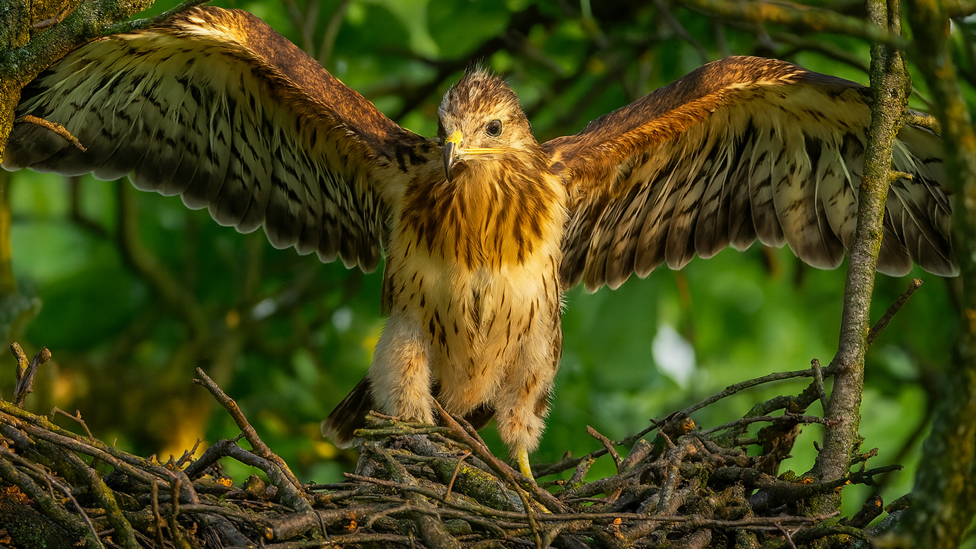 Wings in Training – Young Buzzard Takes Its First Flights
